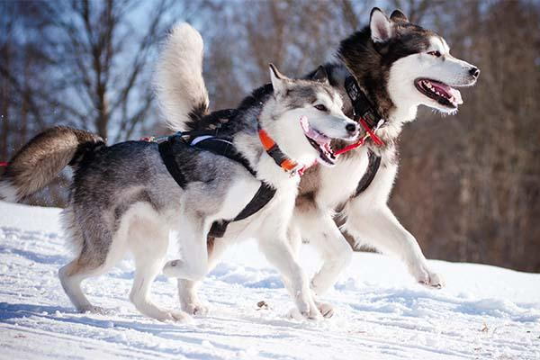 "Best Dog Breeds for Cold Climates: Perfect Winter Companions"