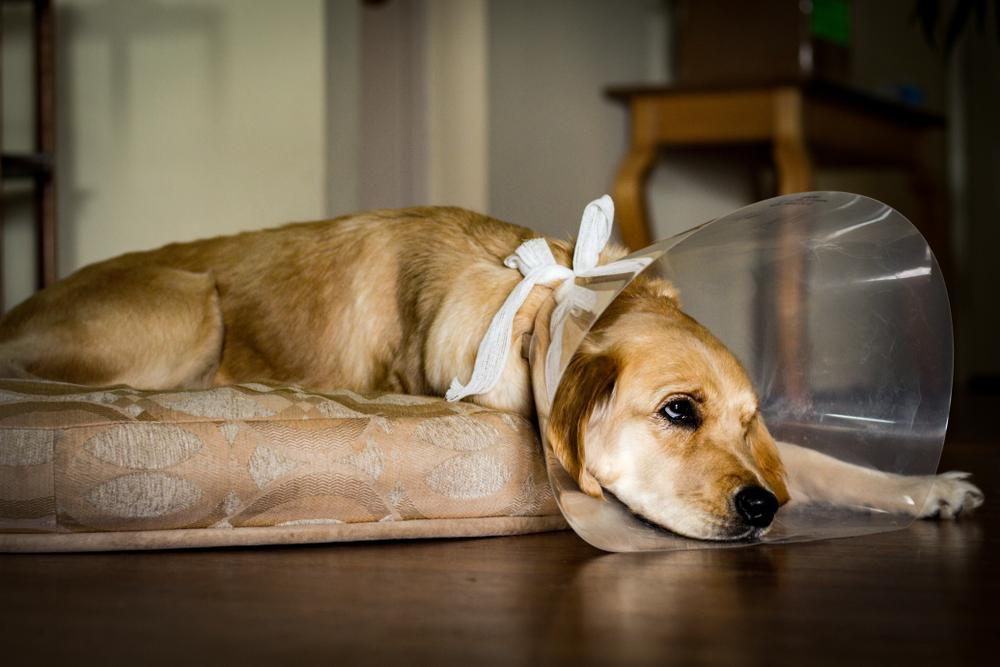 What to Expect Before, During, and After Spay or Neuter Surgery