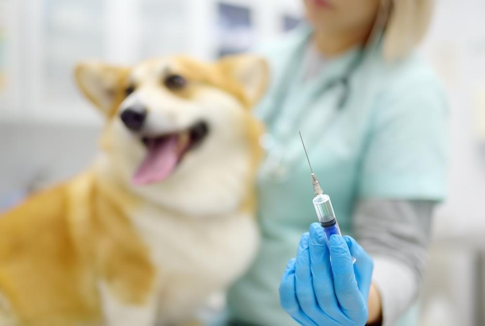 The Importance of Vaccinating Your Pets