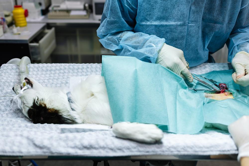 A Step-By-Step Guide to Spaying and Neutering Your Pet