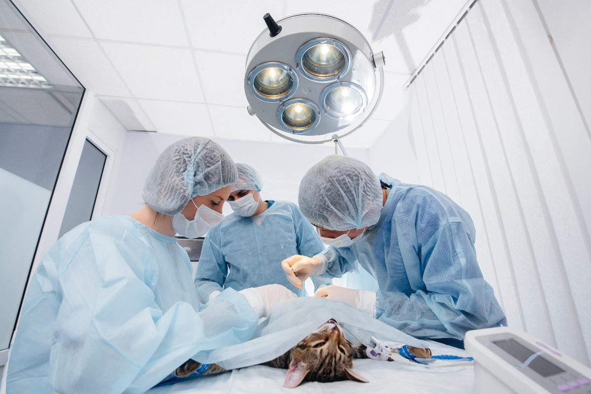 Laser Surgery for Spaying and Neutering Faster Recovery