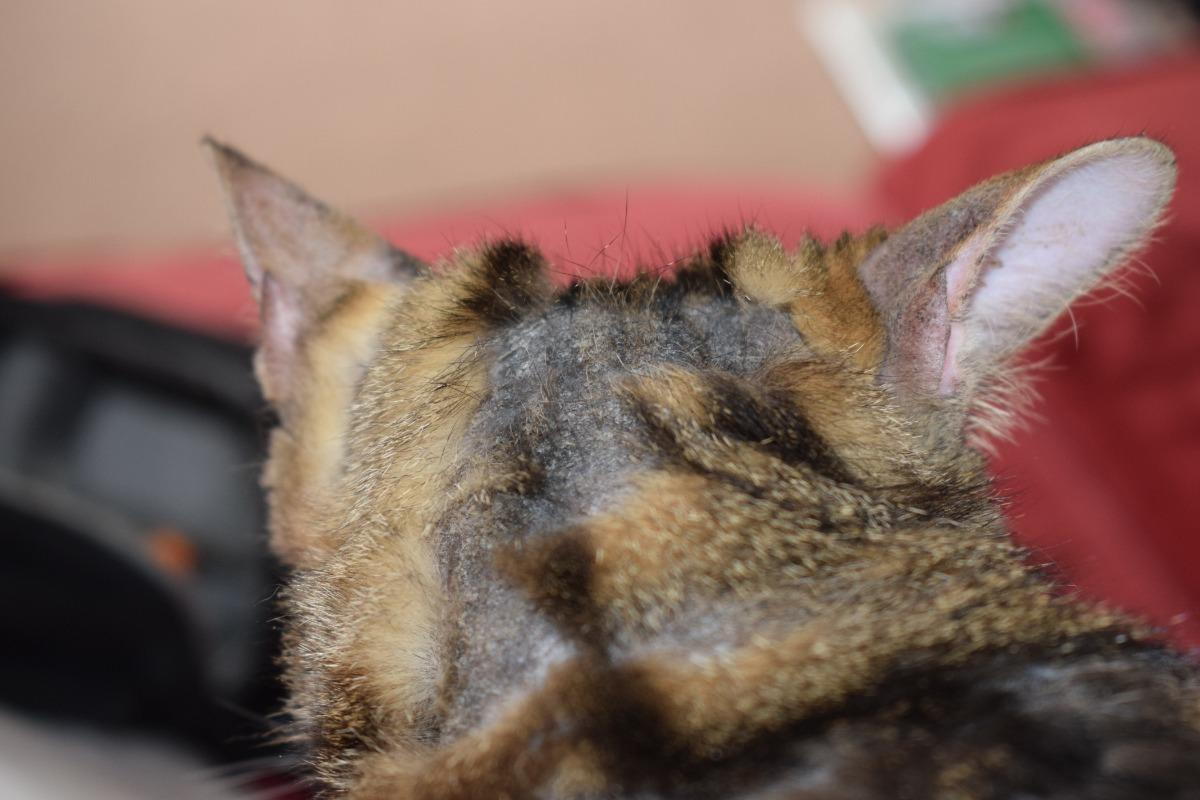 Common skin conditions for Cats