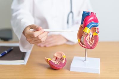 What Does a Cardiologist Do? Understanding Their Role in Heart Health