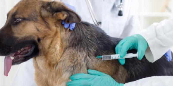 Core Canine and Feline Vaccinations