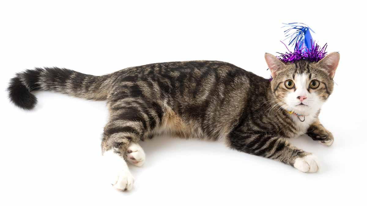 Happy Mew Year for Cats Day