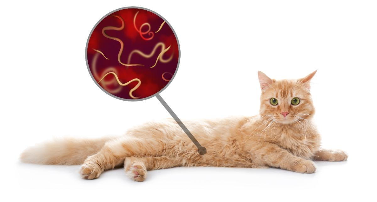 Tapeworms in Cats