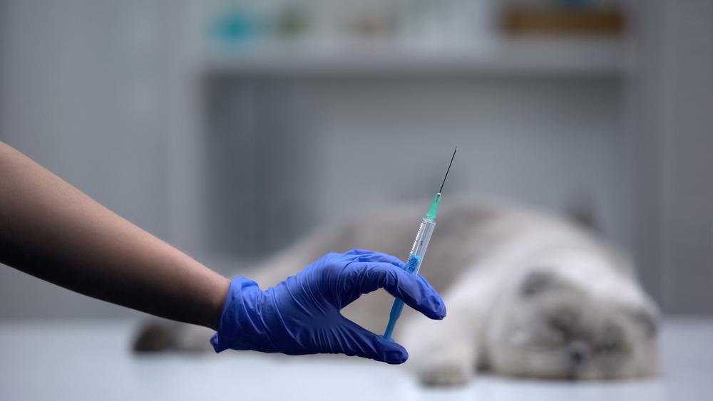 Core Canine and Feline Vaccinations