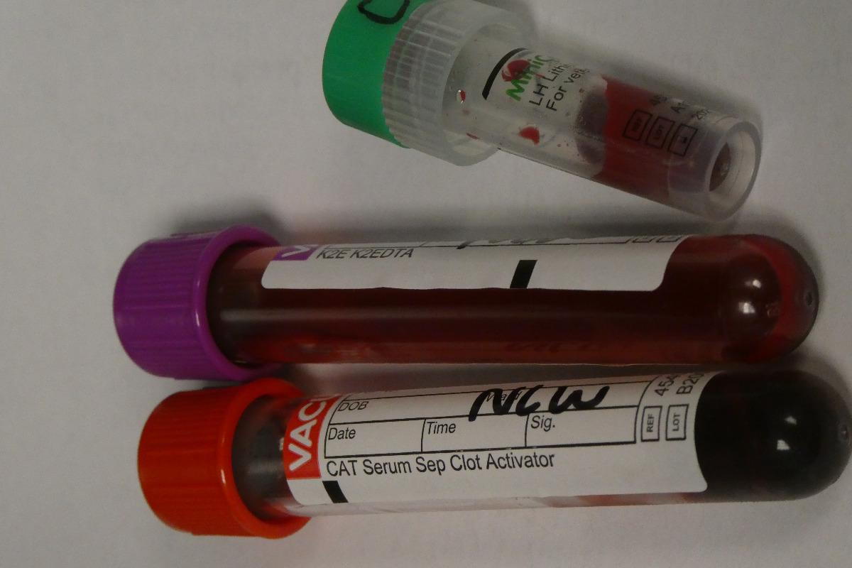 Anemia in Dogs and Cats