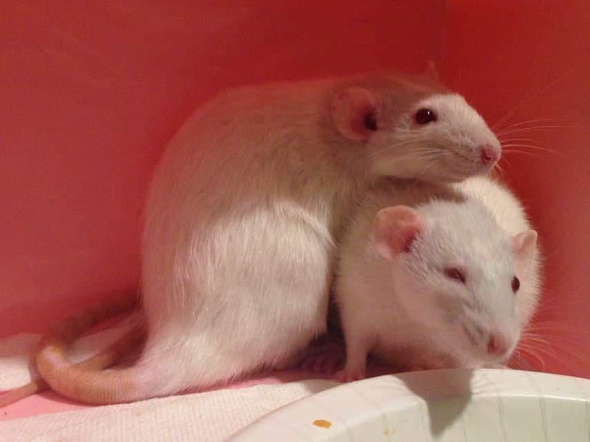 Keeping Rats and Mice as Pets
