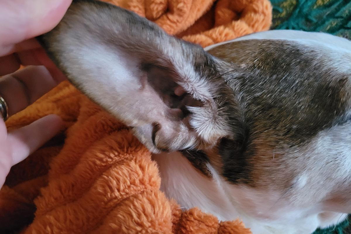 What is a Total Ear Canal Ablation