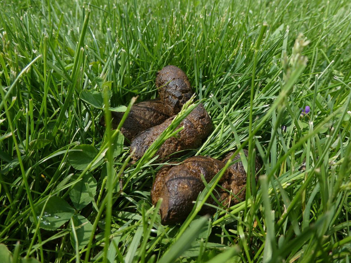 The Poop on....Poop!