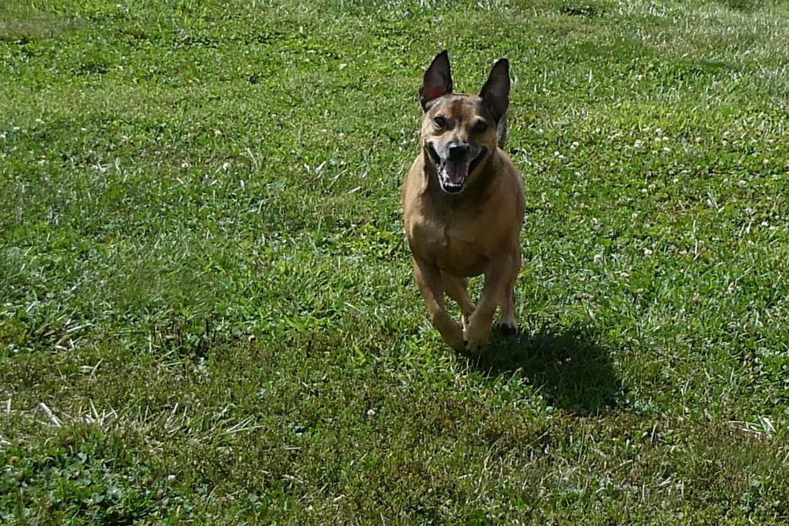 Home Remedies for Itchy Dogs