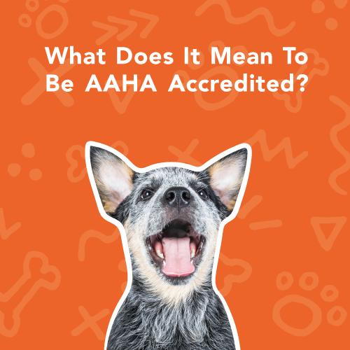 What Does It Mean To Be AAHA Accredited?