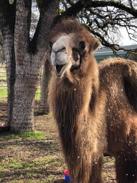 Camel dentistry and maxillofacial surgery!